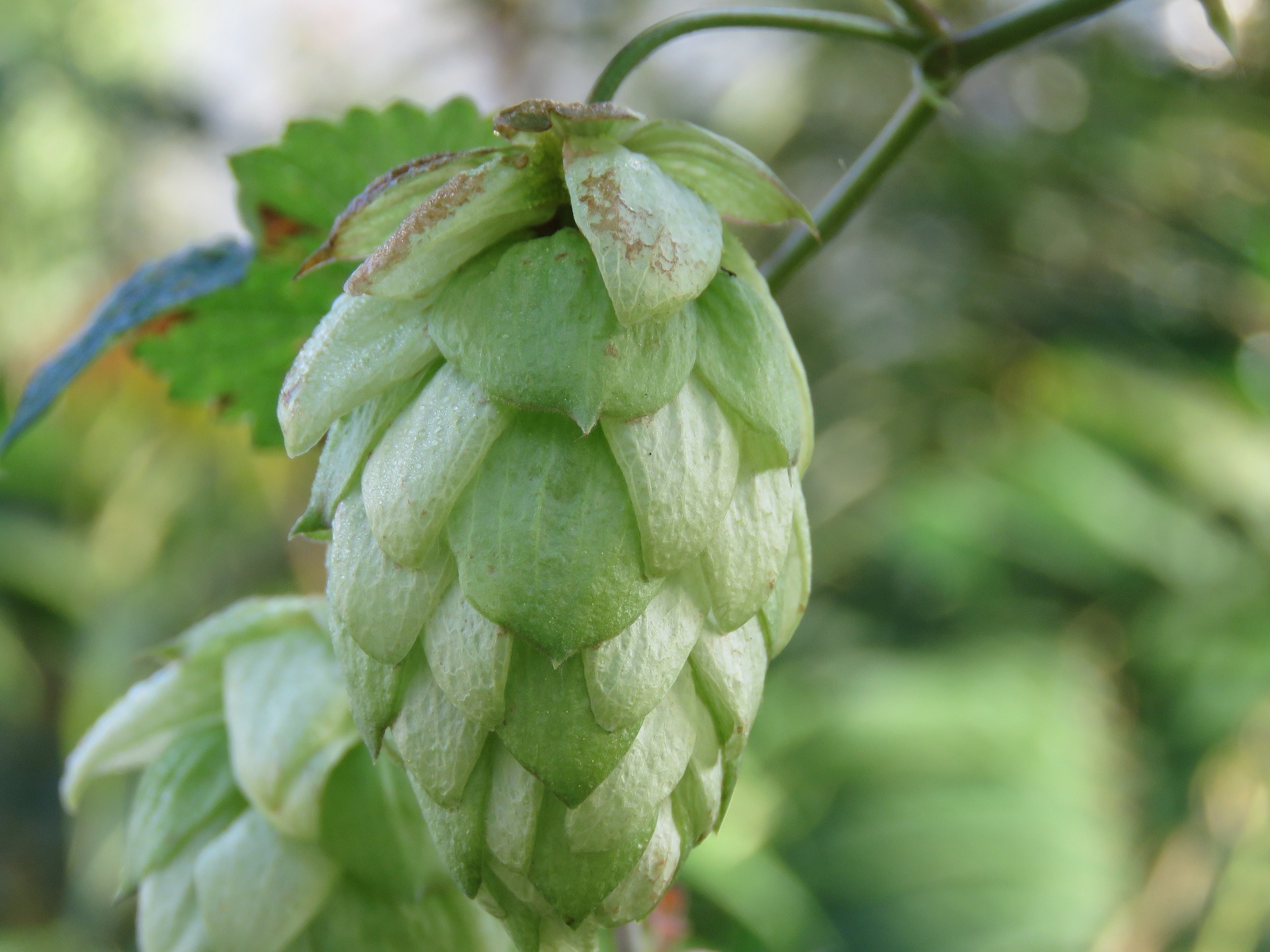 Chmiel Styrian Gold: do Jakiego Piwa się Nadaje - Szyszka Chmielu