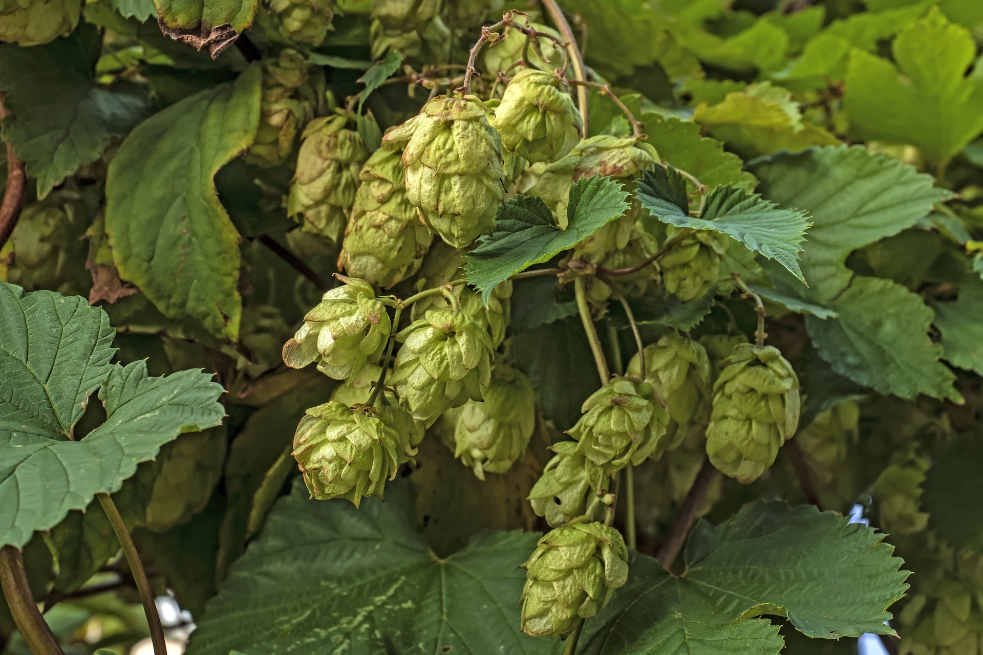 Chmiel Ahtanum: do Jakiego Piwa się Nadaje - Szyszka Chmielu