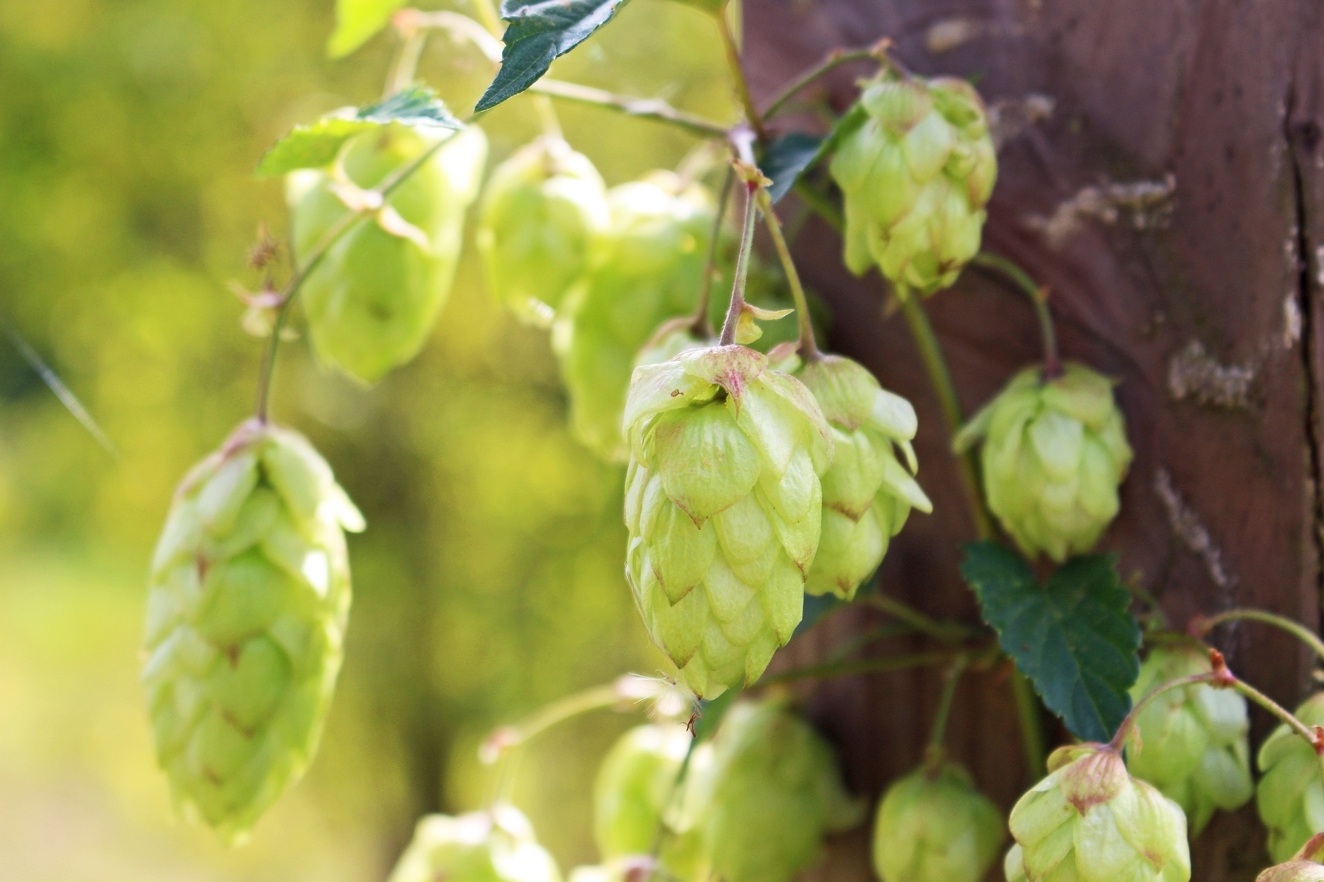 Chmiel Jester: do Jakiego Piwa się Nadaje - Szyszka Chmielu